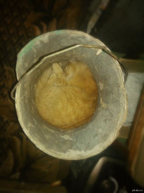 Кот спит в ведре Пикабу