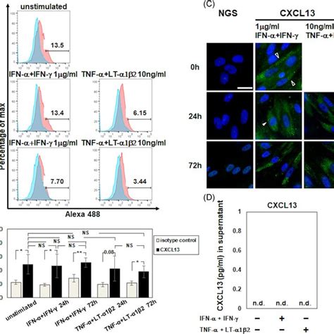 Morphological Characteristics Of The FDClike Cells At An Early Phase Download Scientific