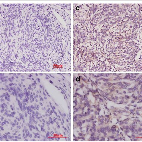 Human Cytomegalovirus Hcmv Life Cycle Hcmv Enters The Cell Through