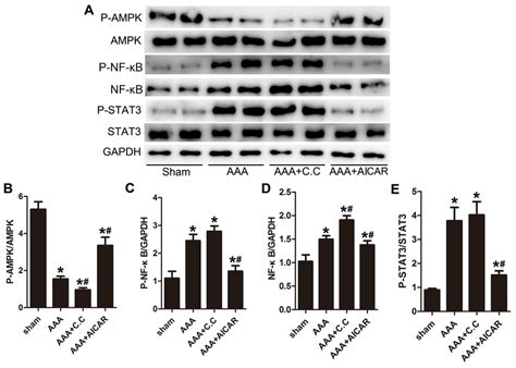 Ampk Signal Pathway Correlated With Nf κb And Stat 3 Signal Pathways