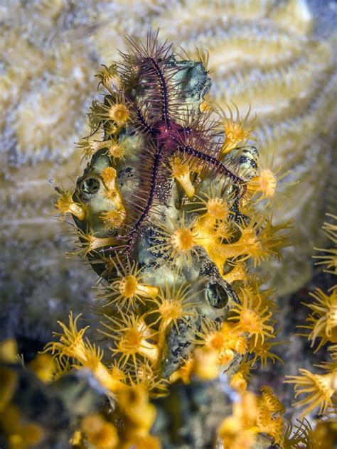 Brittle Starsophiuroids Underwater At Night Stock Image Image Of