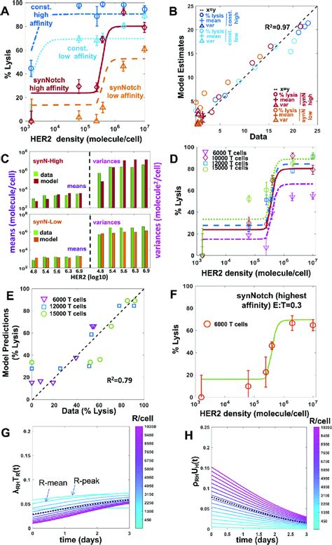 Protein Abundance Structured Population Dynamic Model For Car T Cell