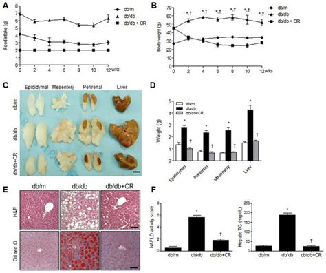 effects of caloric restriction cr on obesity and hepatic steatosis in