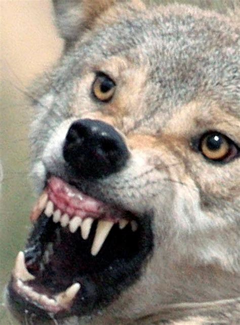 Вълци и чакали обсаждат селата Български Фермер