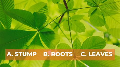 Parts Of A Tree Module Slides Pdf Geology Science