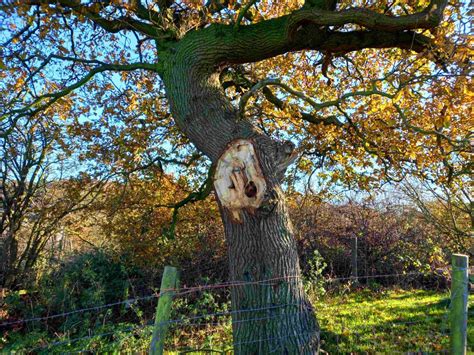 BS Tree Surveys In The UK Expertise From Ascerta