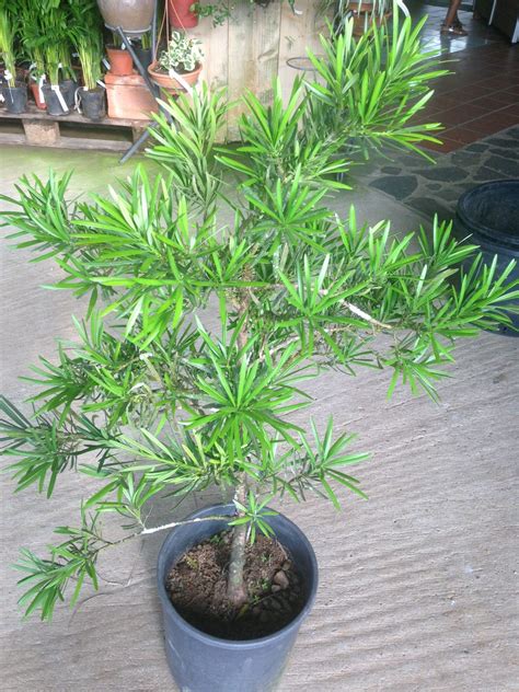 Podocarpus Macrophyllus Maki