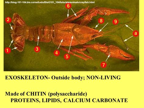 Crayfish Anatomy