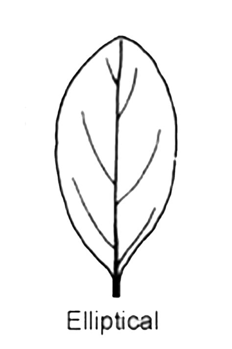 Leaf Shape The Plumeria Database