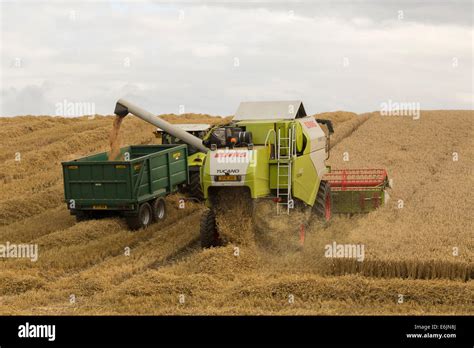 Combine Harvester Harvesting Wheat From A Wheat Crop Scotland Uk