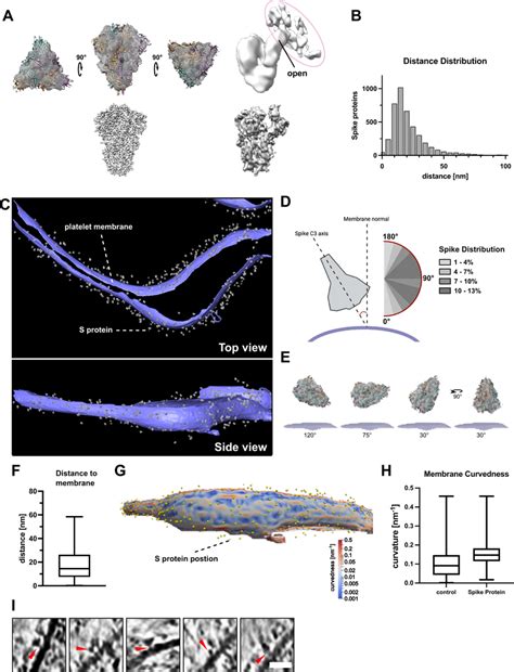 Sars Cov 2s Protein Reconstruction And Membrane Decoration Analysis A Download Scientific