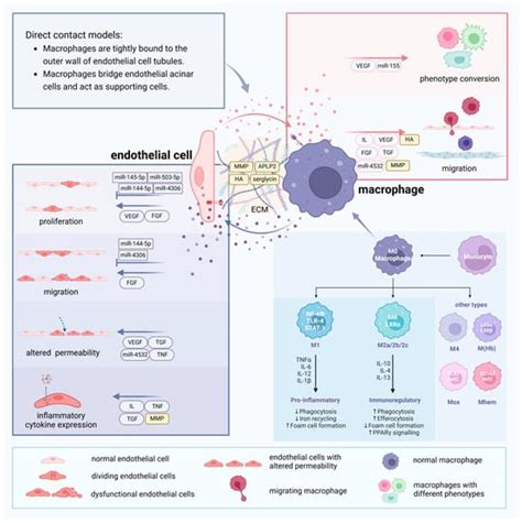 The Crosstalk Between Endothelial Cells Smooth Muscle Cells And Macrophages In Atherosclerosis
