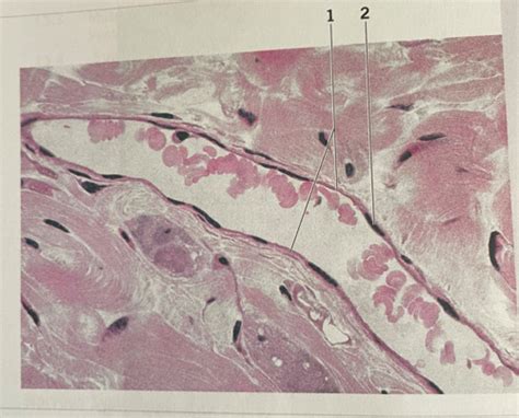 Histology Slides Flashcards Quizlet