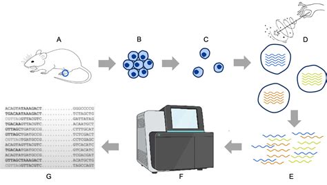 Orienting On Scrna Seq