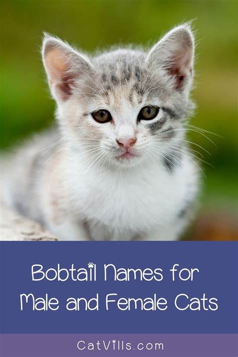 Best Bobtail Cat Names For Your One Of A Kind Kitty Artofit