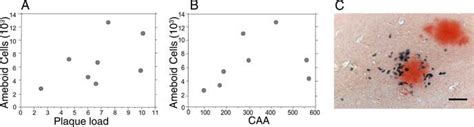 Invading Ameboid Like Cells Are Associated With A Subpopulation Of Download Scientific Diagram