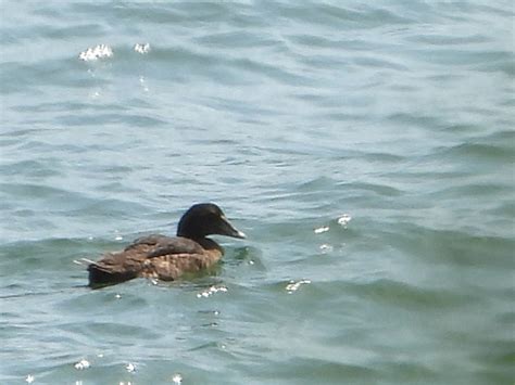 Bird Travel And Art Photos Birding Sites Bird Information Adult Female And Immature Male Common