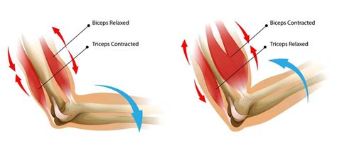 Bayesian Curl Target Your Biceps Brachialis More Fitness Volt