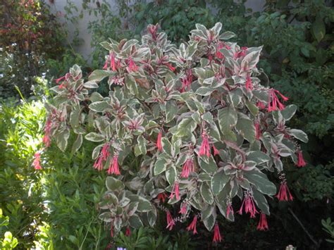 Dwarf Variegated Fuchsia Grows On You