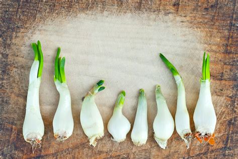 나무 판에 파를 발아 야채를 슬라이스 보드에 양파 채소 근처의 공간과 여유 공간을 복사합니다 디자인모형 0명에 대한 스톡 사진 및 기타 이미지 Istock