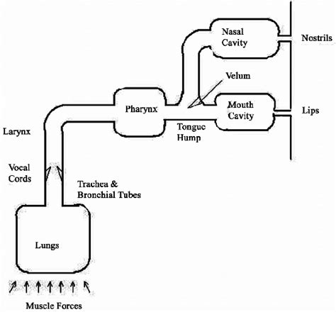 Block Diagram Of Human Speech Production Download Scientific Diagram