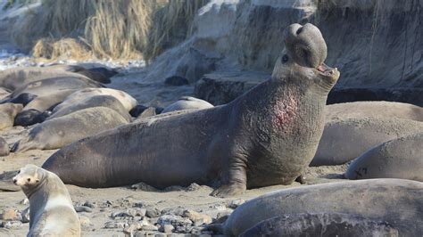 Elephant Seals Recognise Vocal Rhythm Bbc News