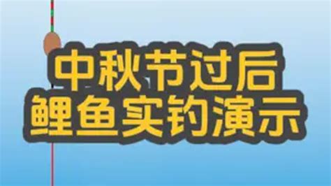 中秋过后鲤鱼怎么钓？小黑从打窝开始教你，3个步骤拿下河冠 中秋过后鲤鱼怎么钓？小黑从打窝开始教你，3个步骤拿下河冠野钓 钓鱼技巧 钓鲤鱼 钓鱼