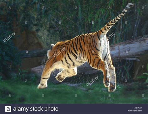 Tiger Running Back View Cinese