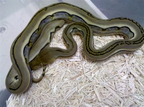 Genetic Stripe Reticulated Python