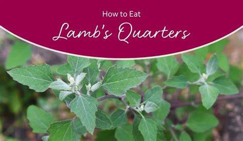 How To Prepare Lambs Quarters