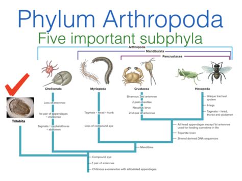 Lab Practical 2 Anatomy And Classification Of Phylum Arthropoda Flashcards Quizlet