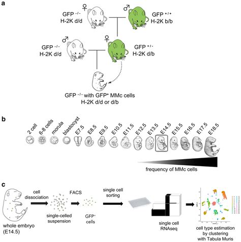 Experimental Design For Mmc Cell Isolation And Cell Type Estimation Download Scientific