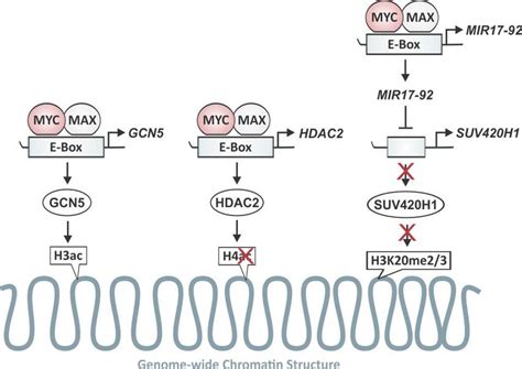 Myc As A Master Regulator Of The Cancer Epigenome And Transcriptome Download Scientific