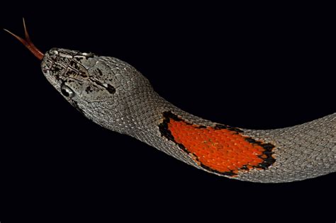 What Comes Before Snake Sex A Kama Sutra Of Courtship Moves