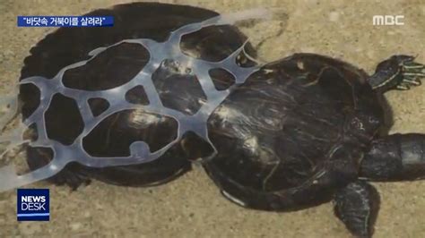 페트병 분해 플랑크톤 바닷속 거북이 살릴까