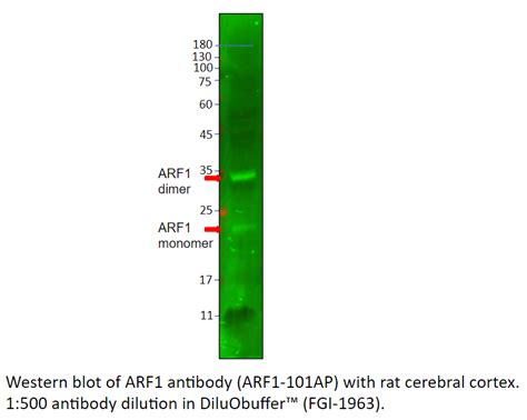 Arf1 Antibody Fabgennix