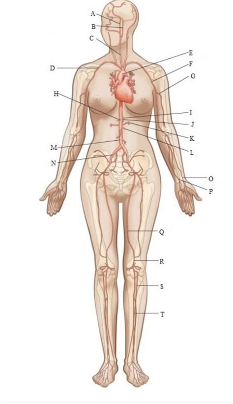 Anterior View Of Arterial Circulation Diagram Quizlet