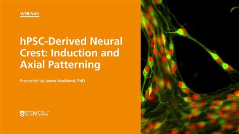 STEMdiff Neural Crest Differentiation Kit STEMCELL Technologies