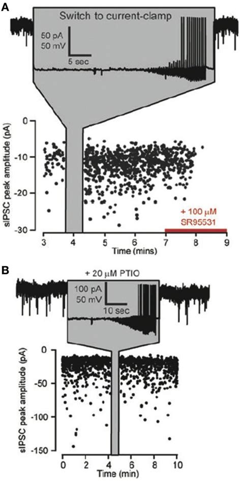 Effects Of No On The Frequency Of Gabaergic Spontaneous Ipscs Sipscs