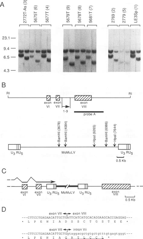 Sites Of Transcriptional Initiation From The P1 Promoter Exon Ia Download Scientific Diagram