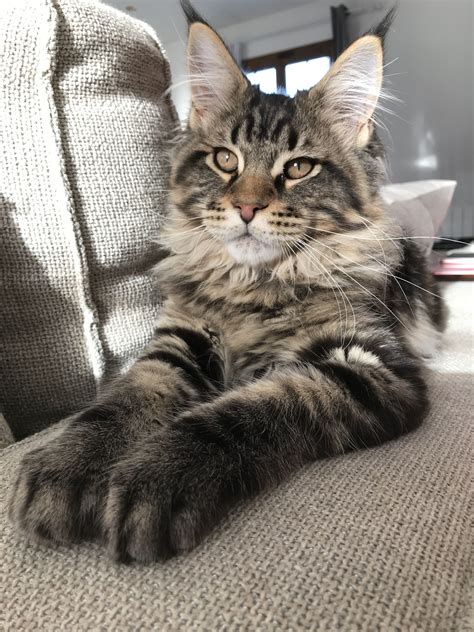 65 Hemingway Cat Names Polydactyl Cat Names Artofit