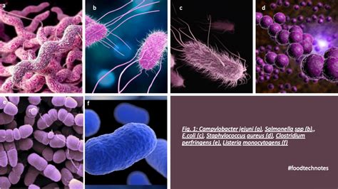 Food Borne Illness Infections And Intoxications Food Tech Notes