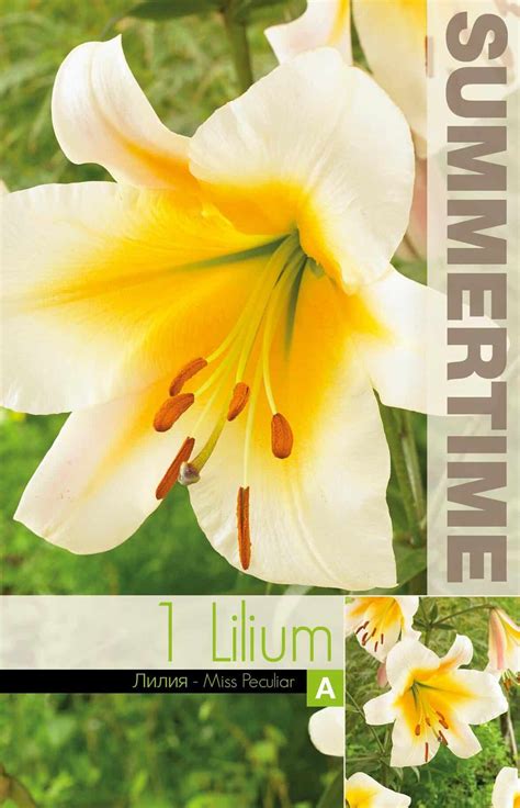 Lilium Miss Peculiar K Bol