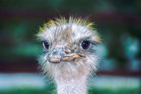 Stikker En Struds Virkelig Hovedet I Busken Illviddk