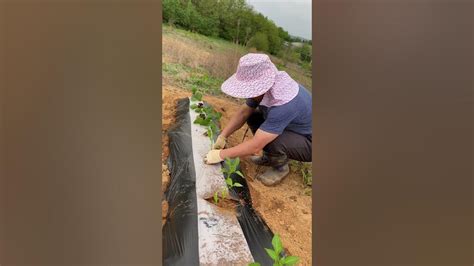 작은텃밭 일궈 고추와 가지 심기 Youtube