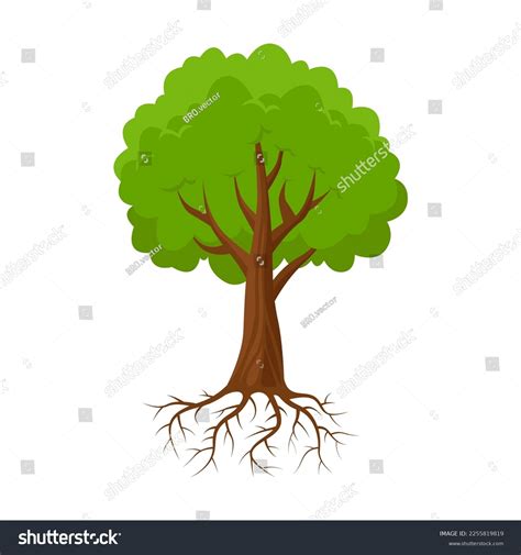 Cartoon Tree With Branches And Roots
