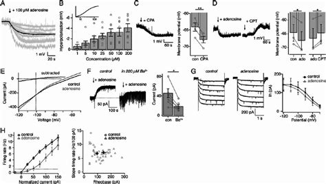 Adenosine Hyperpolarizes The Membrane Potential Of L5 Pyramidal Cells Download Scientific