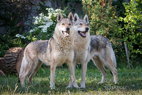 Two Gray Wolfs In Grass By Czertice