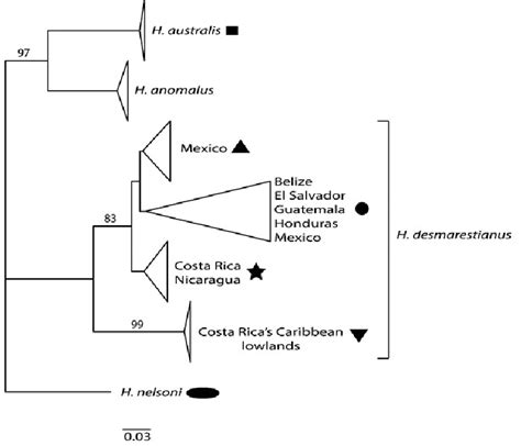 maximum likelihood tree of our heteromys dataset based on cytb