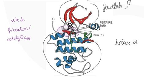 Relations Structure Fonction Des Protéines 2 Cartes Quizlet